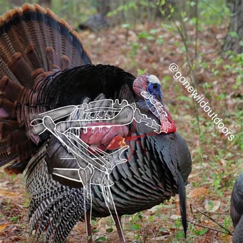 I Love These Archery Shot Placement Jay Scott Outdoors