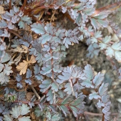 Acaena Saccaticupula Plant Care And How To Grow Water