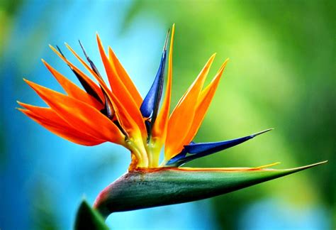 Top 10 Most Beautiful Flowers In The World Mathias Sauer
