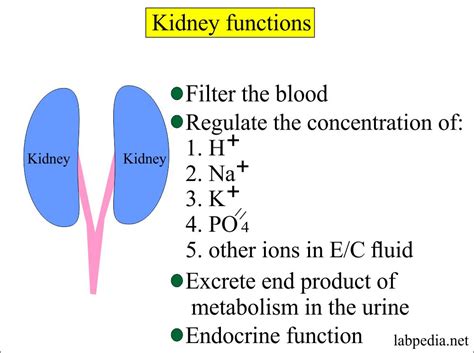 Renal Function Tests Renal Parameters Part 1