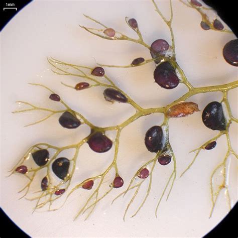 Predatory Plants Plants Carnivorous Plants Natural Ts