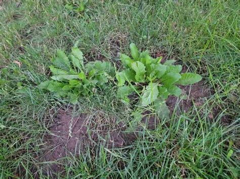 32 Common Types Of Weeds