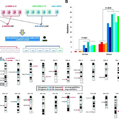 Identification And Comparison Of Copy Number Variants Cnvs From