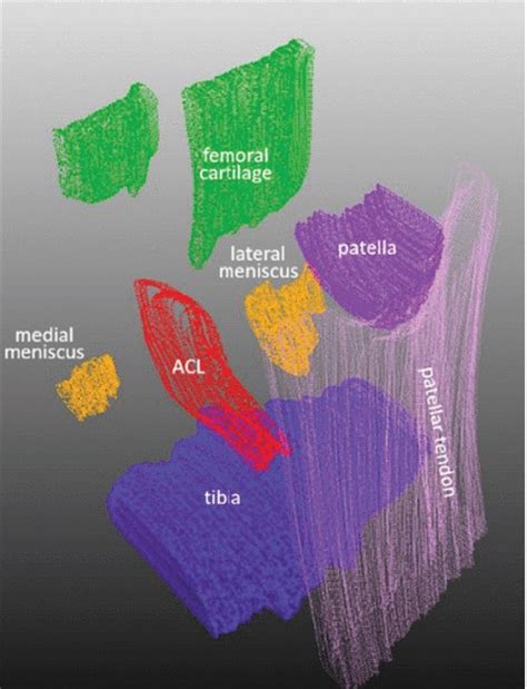 Home Quiq Quantitative Ultrasound Imaging At Qut