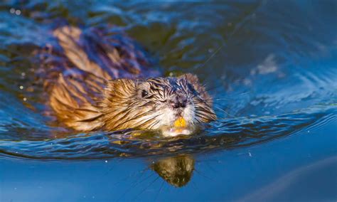 Muskrat Teeth Everything Youve Ever Wanted To Know A Z Animals