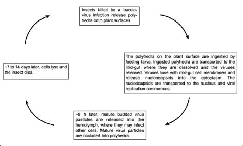 6 In Vivo Baculovirus Infection And Replication Cycle Adapted From
