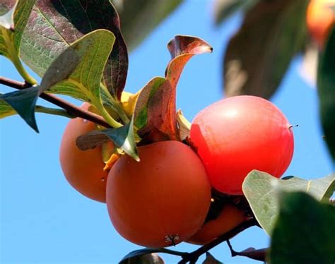 12 Fruit Trees Ideal For Growing In Small Gardens Global Gardening