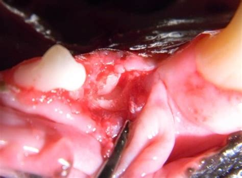 Veterinary Dental Specialties — Extraction Of Retained Roots