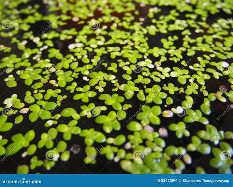Close Up Of Duckweed Lemnoideae In A Pond Stock Image Image Of