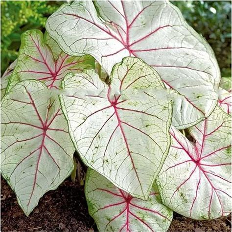 Florida Fantasy Caladium One Top Size Bulb Bright