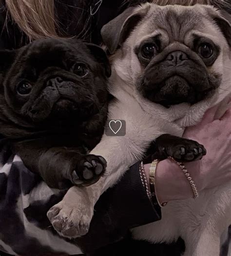 🍃pug Board Cover🍃 Cute Pug Pfp Cute Pug Aesthetic Aesthetic Pug