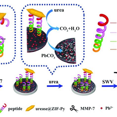 The Fabrication Process Of The Anti Fouling Electrochemical Biosensor Download Scientific