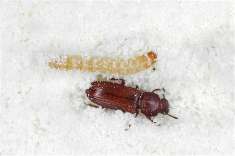 Whats Eating My Food Pantry Insects Pestxpert Nz