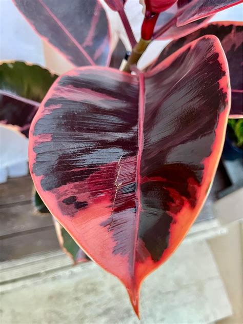 Amazing Indoor Rubber Plant Tineke Ruby In Sydney Elegant Indoor Foliage