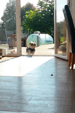 31 Doggos Who Tried They Really Tried