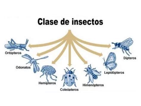 Classification Des Insectes Taxonomie Schéma Et Caractéristiques