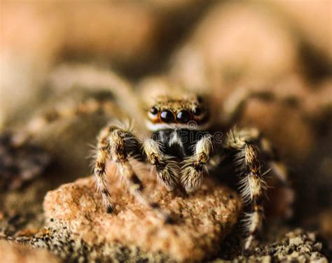 Mini Tarantula Stock Image Image Of Creepy Mini 4visible 39577009