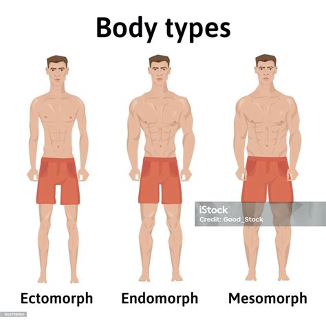 Constitution Of Human Body Man Body Types Endomorph Ectomorph And