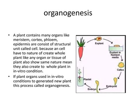 Organogenesis In Plant Tissue Culture Pptx