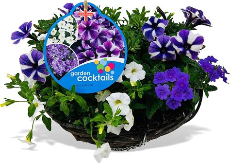 Ready Planted Hanging Baskets Dobbies At Ruby Vannatter Blog