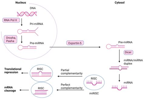 Mirna Expression Profiling In Human Breast Cancer Diagnostics And Therapy