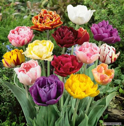 Самые красивые тюльпаны в мире: сорта и много ФОТО - MOST BEAUTY