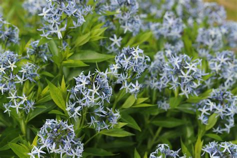 What Is Blue Star Flower At Jasper Frewin Blog