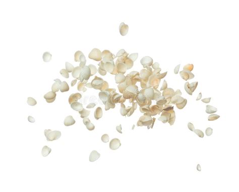 Seashell Fall Splashing In Air Sea Shell Explosion Flying Abstract