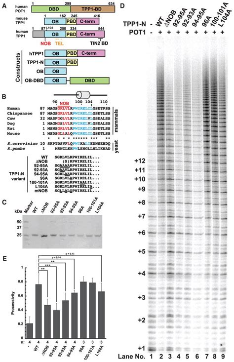 The N Terminus Of The Ob Domain Of Telomere Protein Tpp1 Is Critical