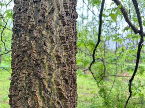Five Pa Trees To Identify By Bark Alone