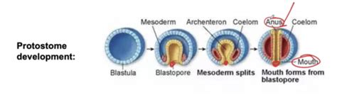 Protosomes Flashcards Quizlet