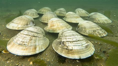 Underwater World Of Clams Premium Ai Generated Image