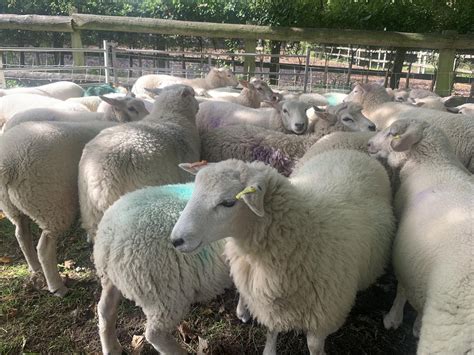 Local Sustainable And Ethical Sheep Farming In Hampshire