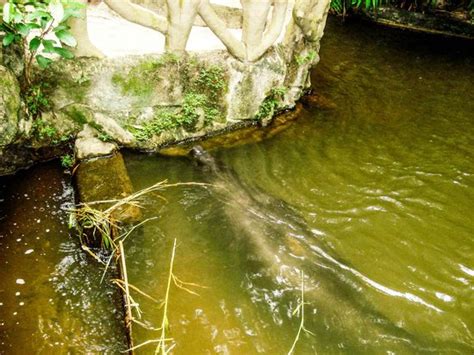 Bosque Rodrigues Alves Jardim Botanico Da Amazonia Belem 2018 All