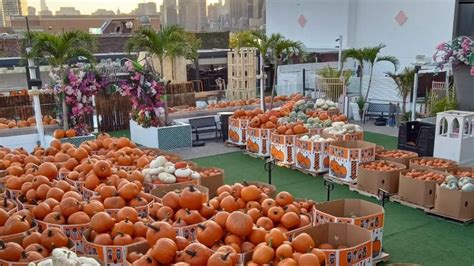 Visit Nycs Largest Pumpkin Patch Nbc New York