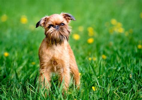 Brussels Griffon Breed Profile Essential Facts Petful