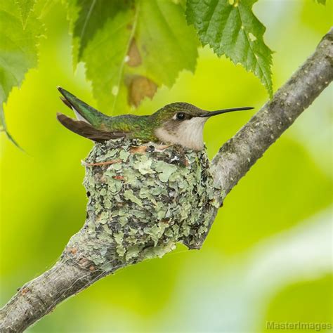 Hummingbird Nest