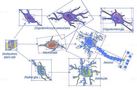 Cns Cell Lines Vector Illustration
