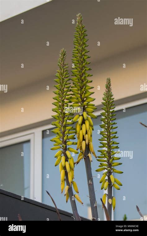 Aloe Vera Aloe Barbadensis Yellowish Plant Flower Aloe Vera Flower