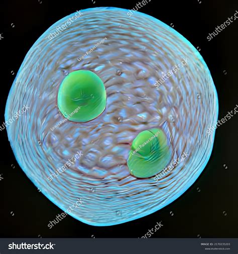 Single Cell Biology Illustration Organelles Microscope Stock