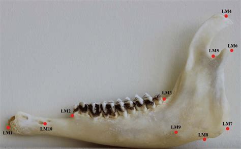 The View Of Landmarks On Mandible Of The Honamli Goat Lm1 Aboral