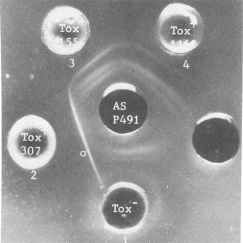 Precipitin Line Given By Electrophoresed Enterotoxic Antigen