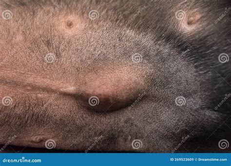 Umbilical Hernia In Dog Close Up Stock Image Image Of Incision
