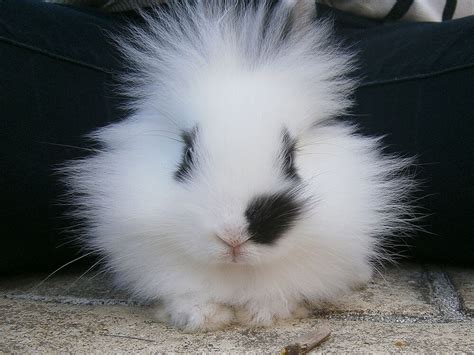 Lionhead Rabbit Breed Information Price Care Guide Uk Pets