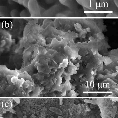 Biodegradation Process Of Phenanthrene In N Tetradecane By Bacteria And