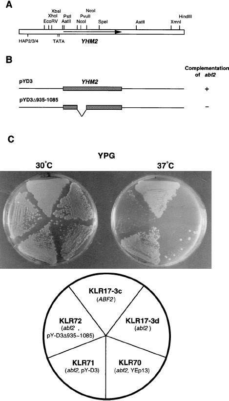 Functional Deletion Mapping Of A 26 Kb Dna Fragment Of Clone D3 A