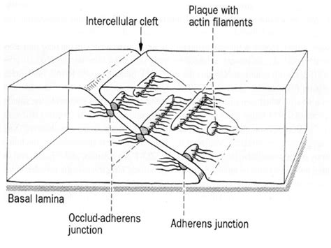 Intercellular Cleft And Occludens Adherens Junction In Vascular