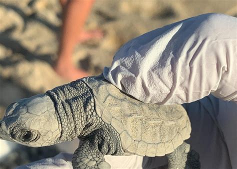 Book Los Cabos Turtle Release Eco Experience San Jose Del Cabo