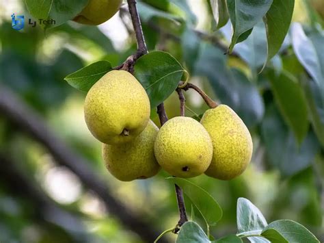 Automatic Spraying Machine Efficient Orchard Solutions Through Multi