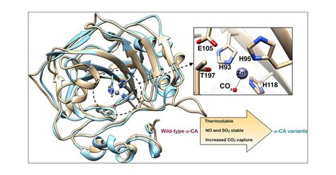 Arjun Sharma On Linkedin Carbonic Anhydrase Robustness For Use In
